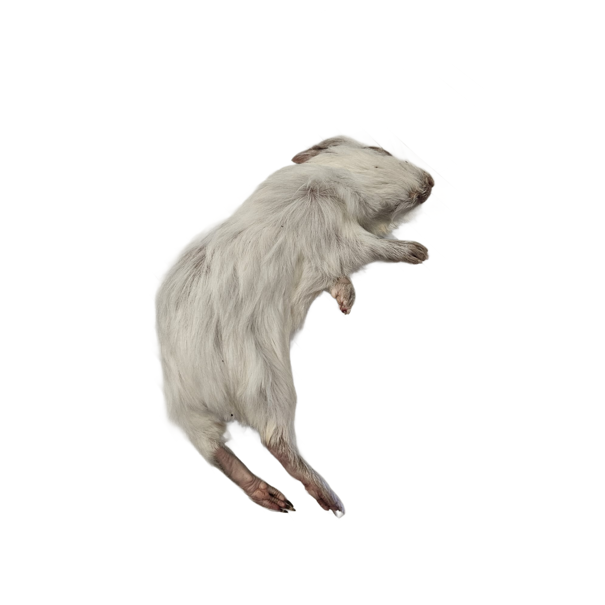 Frozen Guinea Pig - Regular – Natural Treats Bristol